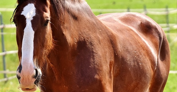 Quel aliment utiliser pour un cheval en surpoids ? - Actualités